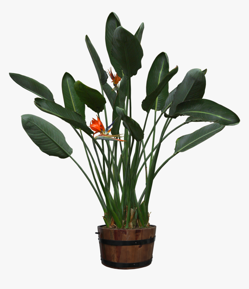 Pot Plants Cut Out, HD Png Download , Transparent Png Image - PNGitem