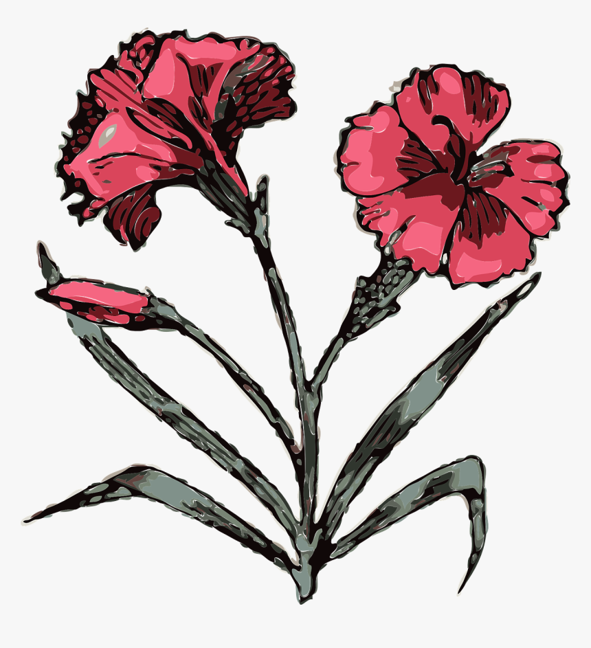 Angiosperms Clipart, HD Png Download , Transparent Png Image - PNGitem