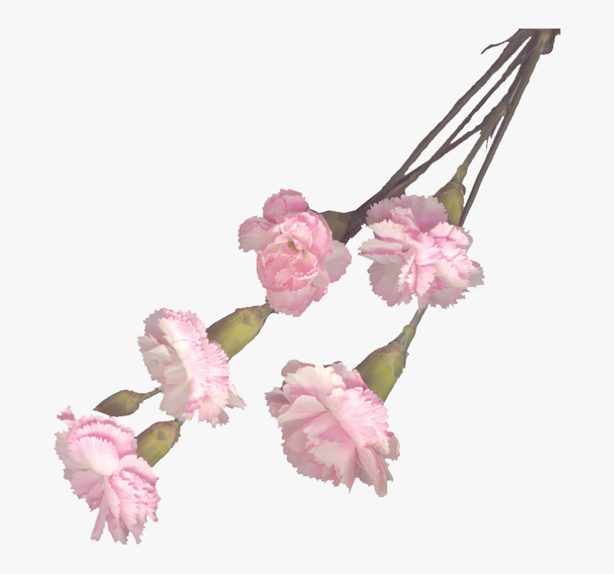 Transparent Pink Carnation Png, Png Download , Transparent Png Image ...