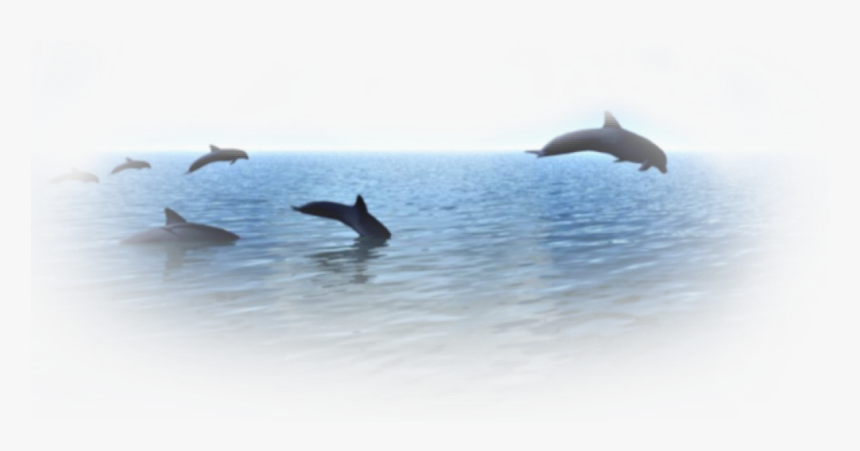 Vaporwave Dolphin Png , Png Download - Png Dolphin Vaporwave ...