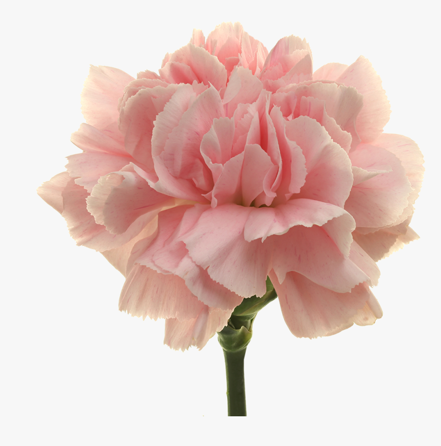 Carnation, HD Png Download , Transparent Png Image - PNGitem
