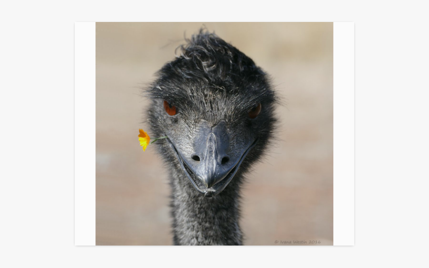 Happy Emu Poster 20 X16 - Happy Emu, HD Png Download , Transparent Png ...