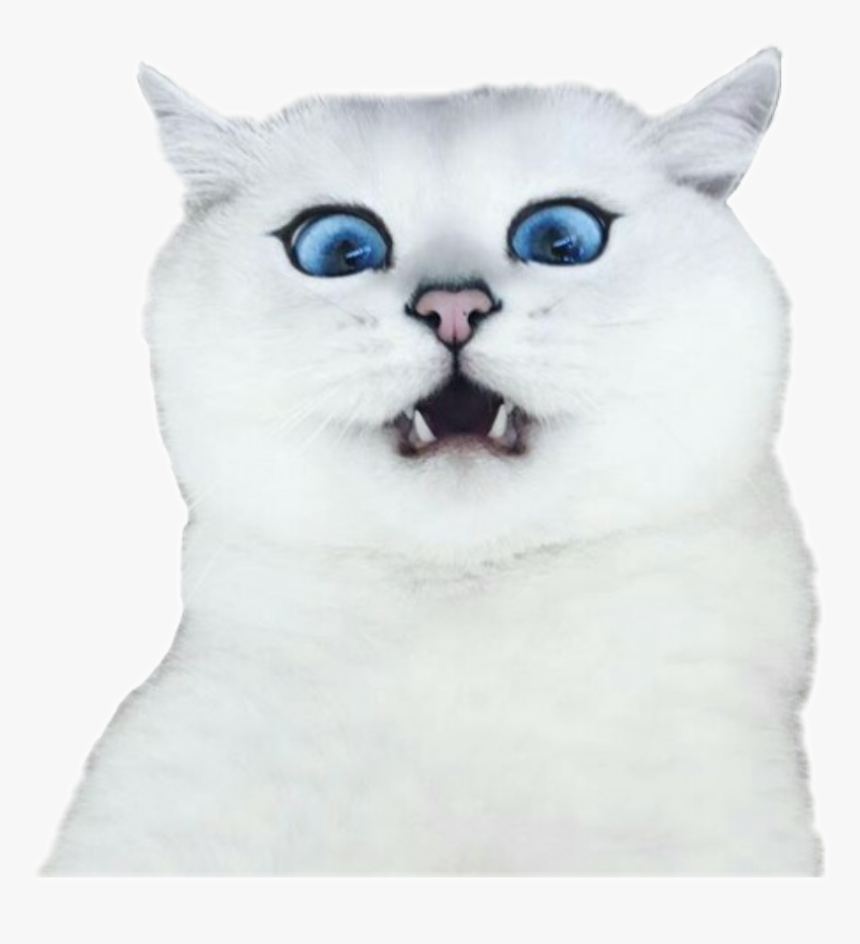 Transparent Tumblr Cat Png - Cat, Png Download , Transparent Png Image ...