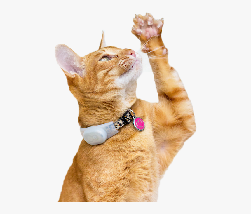 Red Dingo Cat Tag , Png Download - Red Dingo Cat Tags, Transparent Png ...