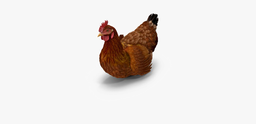 Brown Chicken Png Photo - Rooster, Transparent Png , Transparent Png ...