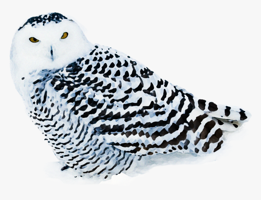 Snowy Owl, HD Png Download , Transparent Png Image - PNGitem