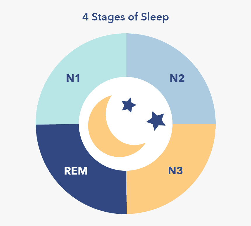 Rem Non Rem Sleep Stages, HD Png Download , Transparent Png Image - PNGitem