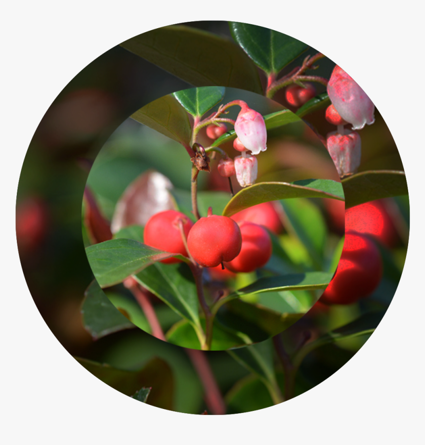 American Wintergreen, HD Png Download , Transparent Png Image - PNGitem