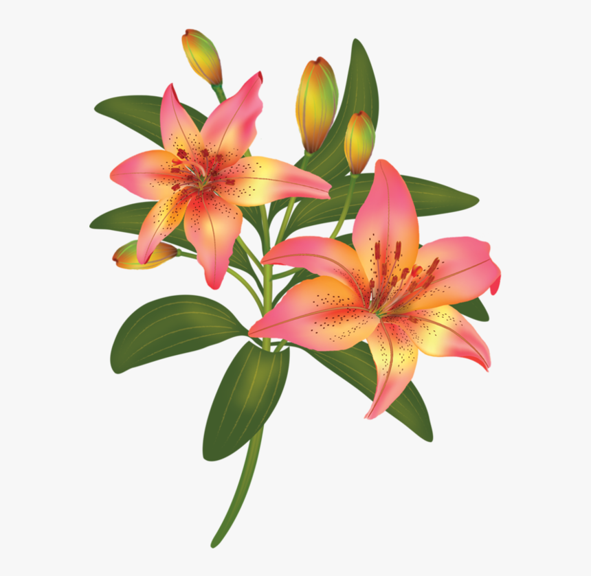 Flordeliz A Flower, HD Png Download , Transparent Png Image - PNGitem