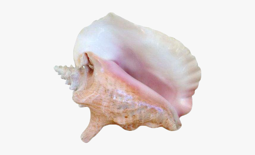 Seashell, HD Png Download , Transparent Png Image - PNGitem