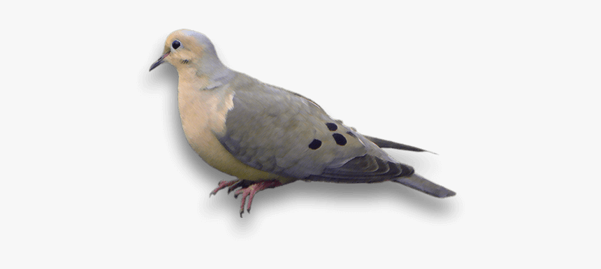 Mourning Dove Png, Transparent Png , Transparent Png Image - PNGitem