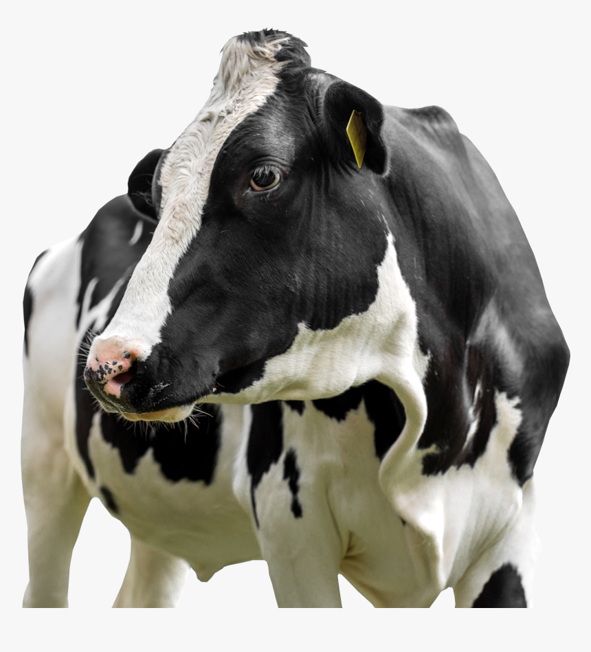 Farm Animal Practice, HD Png Download , Transparent Png Image - PNGitem