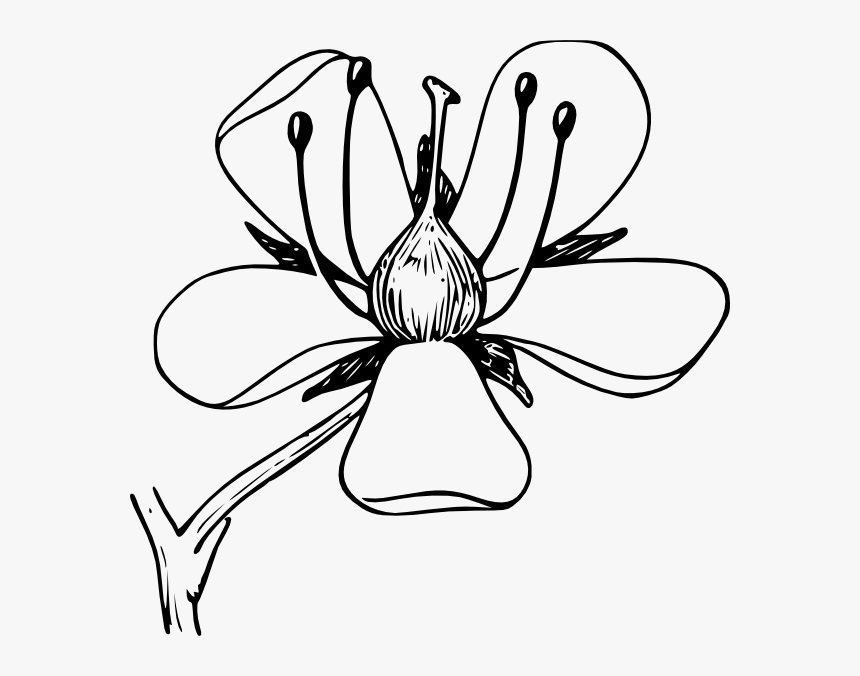 Parts Of A Flower Clip Art