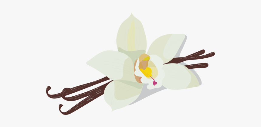 Vanilla - Vanilla Icon Png, Transparent Png , Transparent Png Image ...