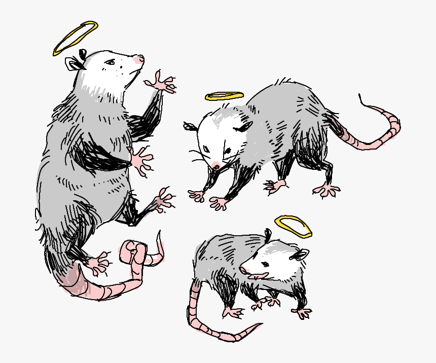 Transparent Possum, HD Png Download , Transparent Png Image - PNGitem