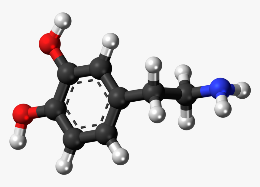 Dopamine Model, HD Png Download , Transparent Png Image - PNGitem