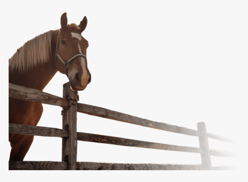 Stallion, HD Png Download , Transparent Png Image - PNGitem