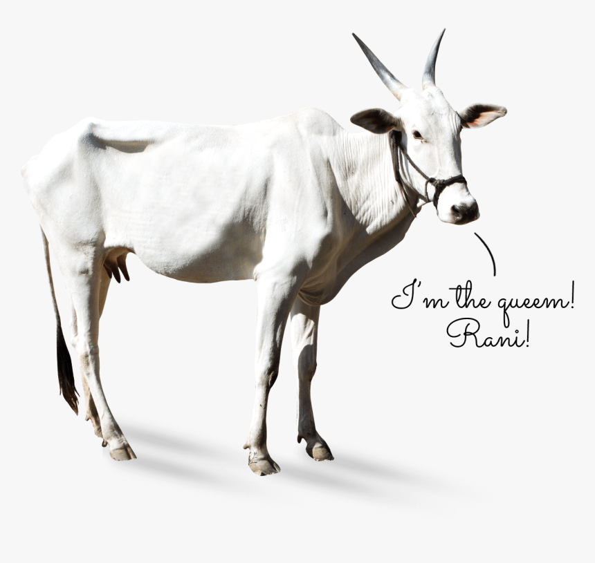 Cow-khillar - Goat, HD Png Download , Transparent Png Image - PNGitem