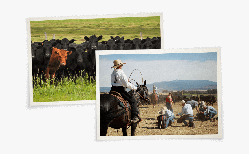 The Ranch Established In 1864, HD Png Download , Transparent Png Image ...