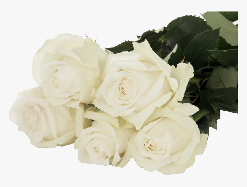 Ice Breaker - Evergreen Rose, HD Png Download , Transparent Png Image ...