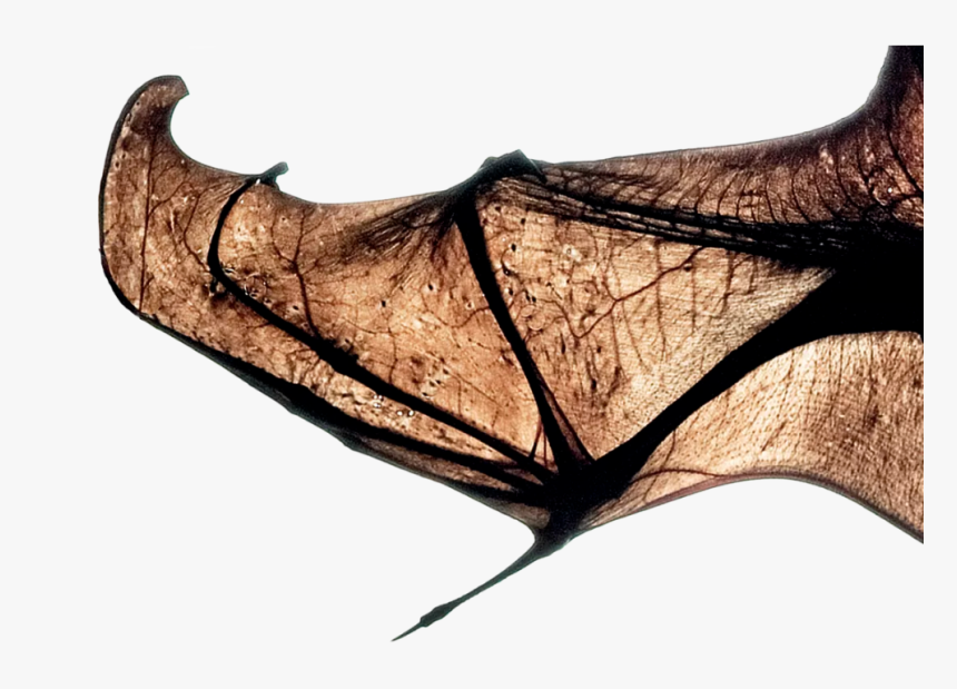Close Up Of Bat Wing, HD Png Download , Transparent Png Image - PNGitem