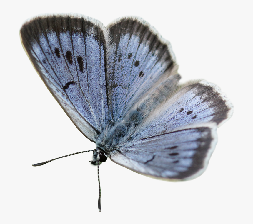 Large Blue, HD Png Download , Transparent Png Image - PNGitem