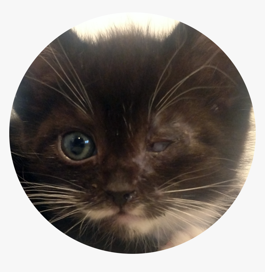 Kitten Face Png, Transparent Png , Transparent Png Image - PNGitem