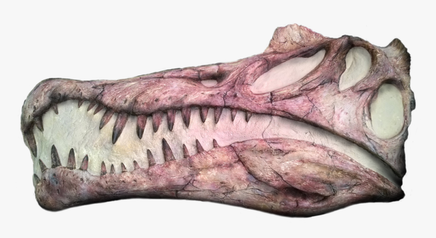 Spinosaurus Skull Drawing