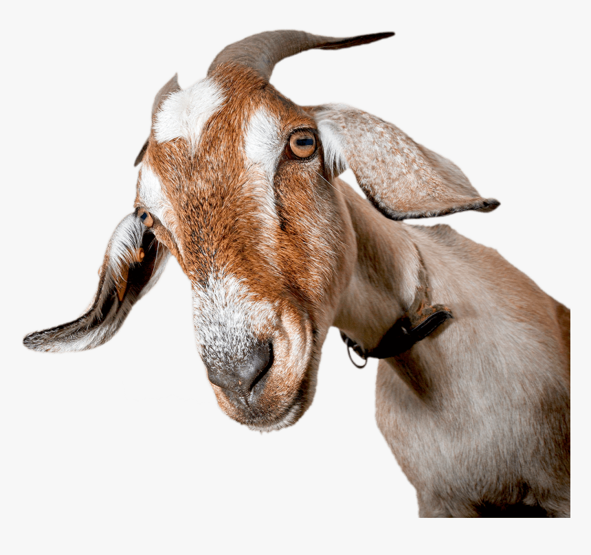 Two Goats Hd Png Download Transparent Png Image Pngitem