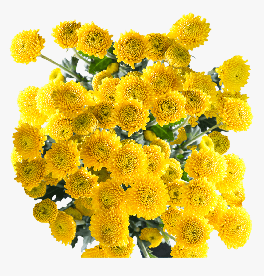 Yellow Chrysanthemum Png