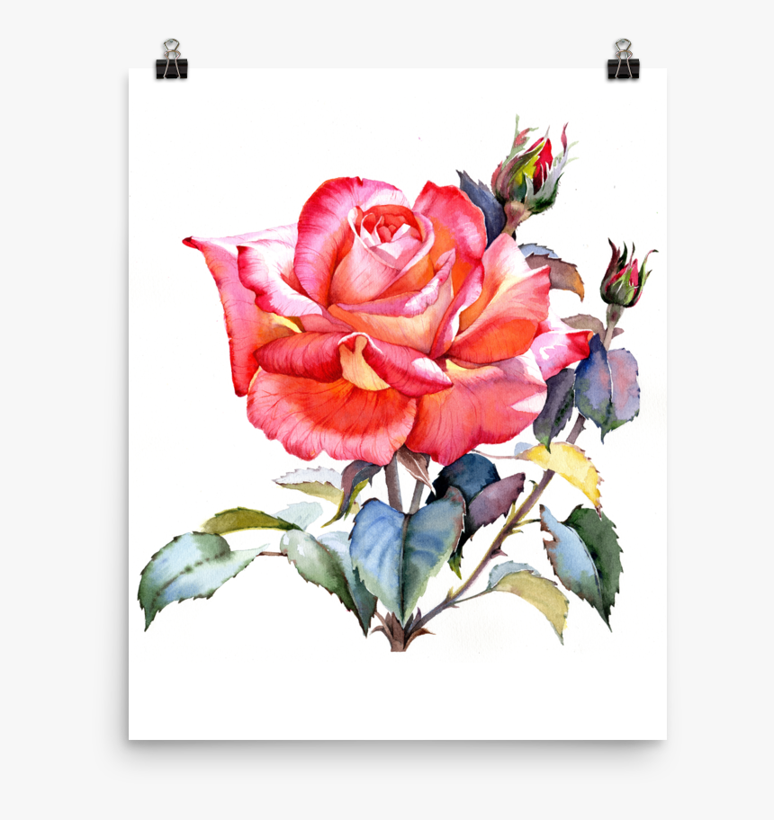 Bright And Floral Rose Watercolour Print Matte Poster - Beautiful Rose ...