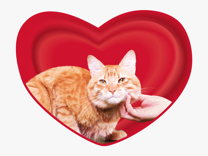 Cari Amici Gatos - Cat, HD Png Download , Transparent Png Image - PNGitem