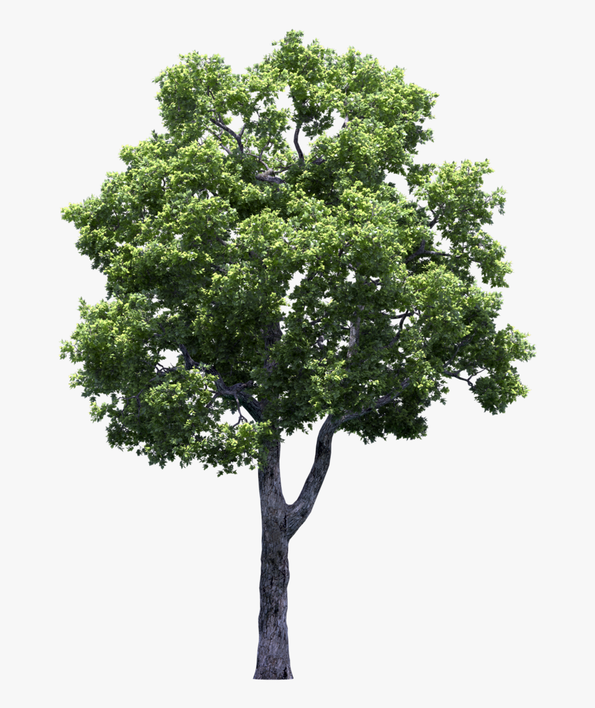 Transparent Fruit Trees Clipart - Transparent Tree Perspective Png, Png ...