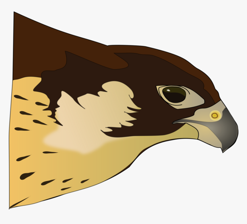 Png Clipart Hawk, Transparent Png , Transparent Png Image - PNGitem