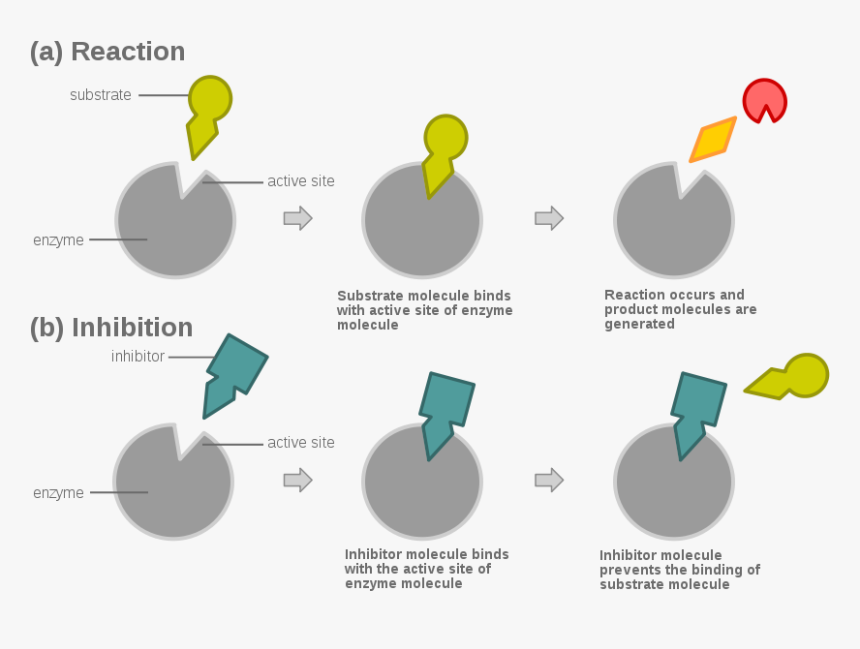 Two Types Of Enzyme Inhibitors, HD Png Download , Transparent Png Image ...