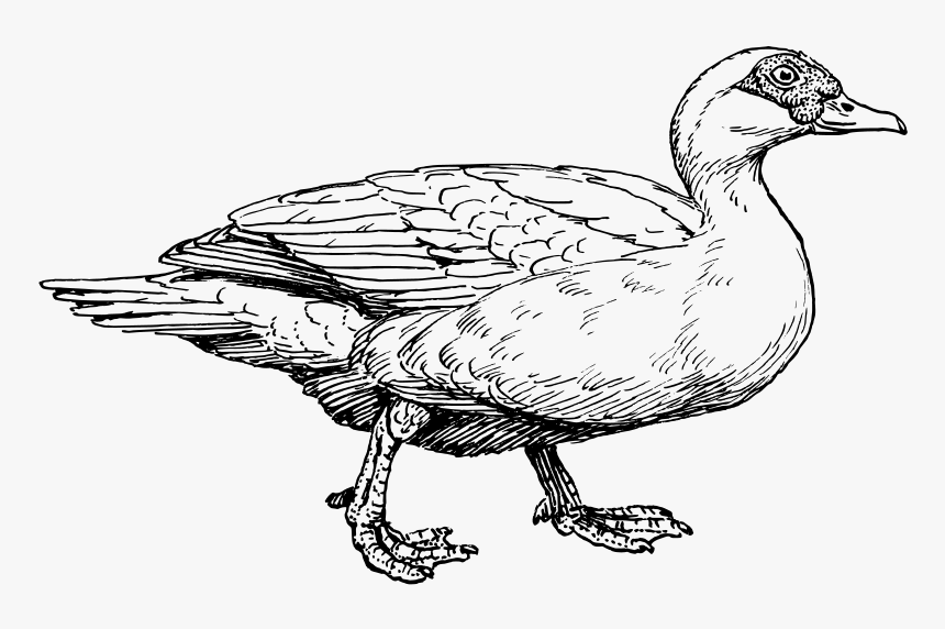 Muscovy Duck Free Vector / 4vector - Muscovy Duck Clipart, HD Png ...