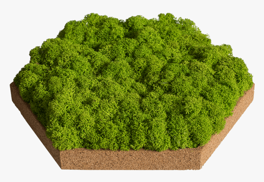 Moss, HD Png Download , Transparent Png Image - PNGitem
