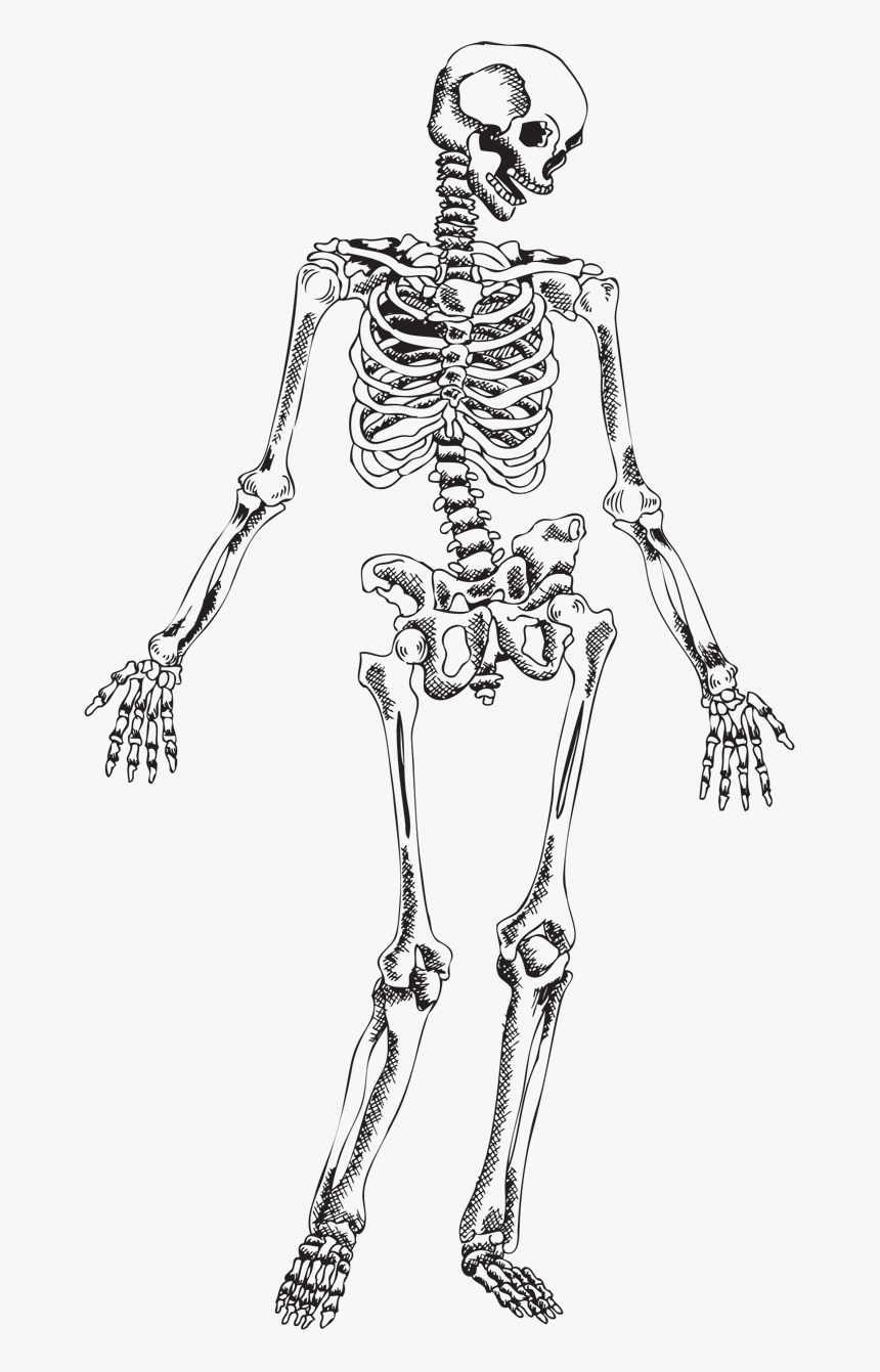 Human Skeleton Skull - Skeleton Vector, HD Png Download , Transparent ...