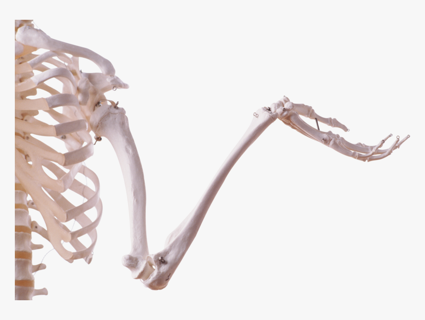 Skeleton Arm Png