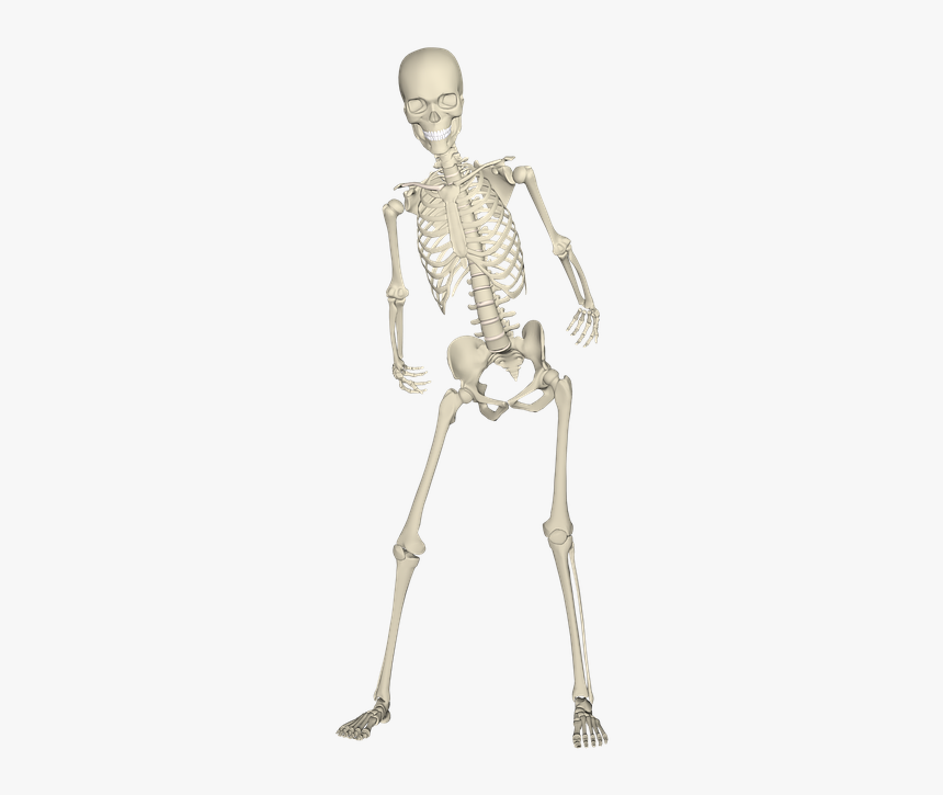 Realistic Skeleton Hips And Legs Png - Real Skeleton Transparent Png ...