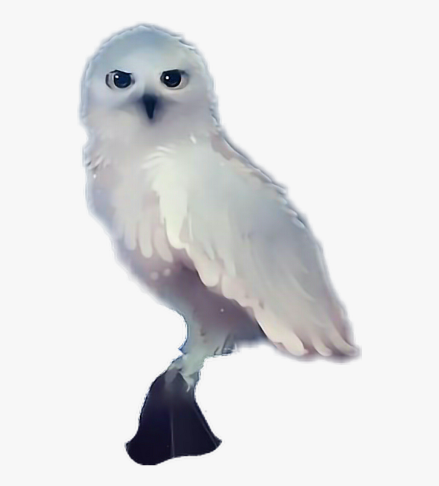 #hedwig - Snowy Owl, HD Png Download , Transparent Png Image - PNGitem