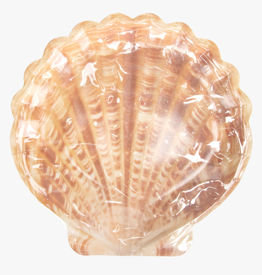 Paper Plate Shell Shape Set/10 - Conch, HD Png Download , Transparent ...