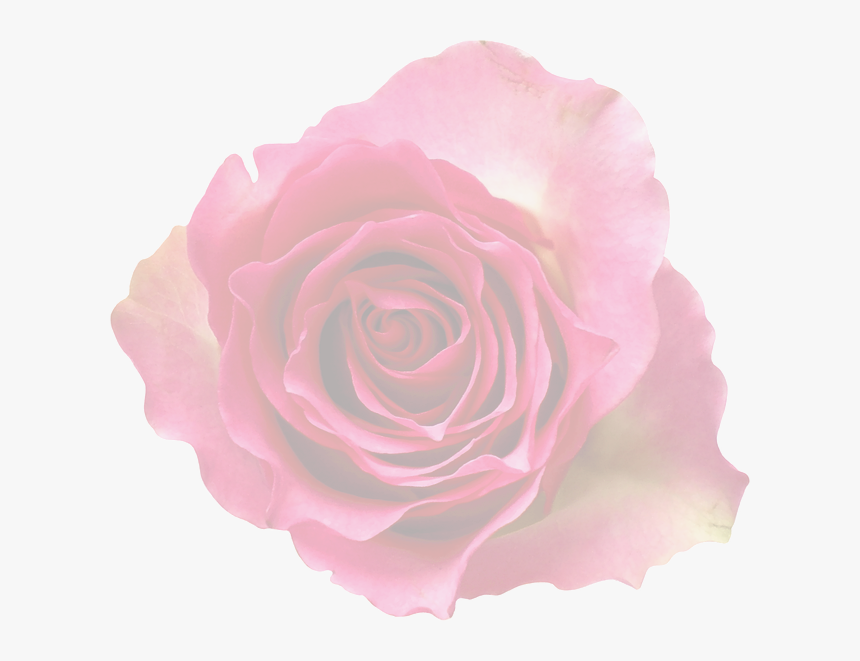 Translucent Transparent Background Rose Transparent, HD Png Download ...