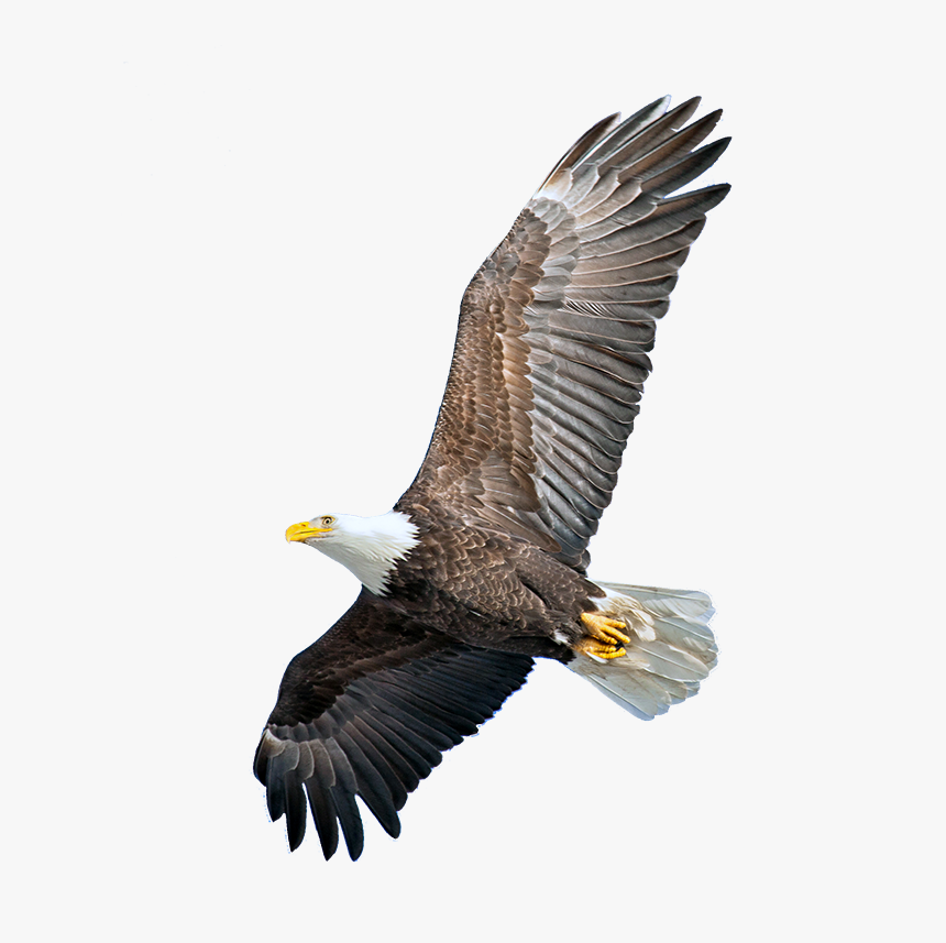 Soar, HD Png Download , Transparent Png Image - PNGitem