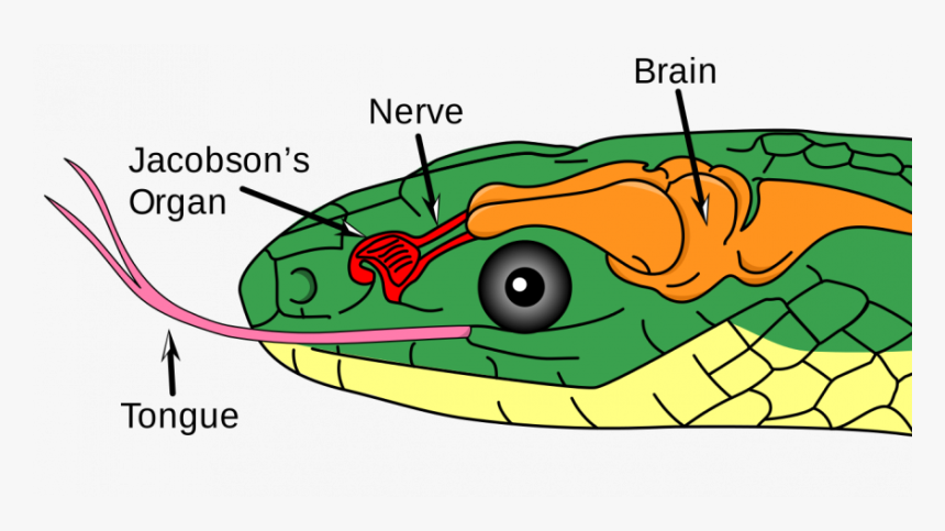 Diagram Of The Vomeronasal Organ In A Snake - Snake Jacobson's Organ ...