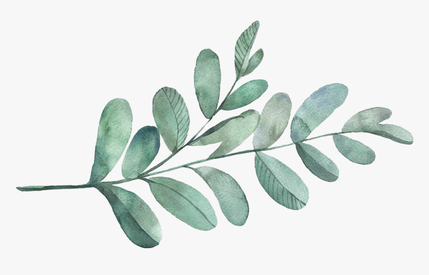 Transparent Acacia Tree Png - Tree, Png Download , Transparent Png ...