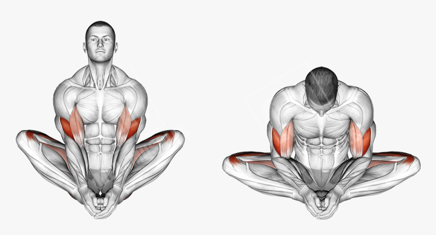 Butterfly Stretch Muscles Worked, HD Png Download , Transparent Png ...