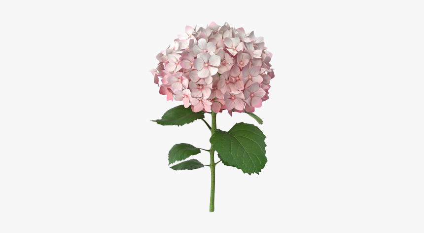 Hydrangea Transparent Images Png - Hydrangea, Png Download ...
