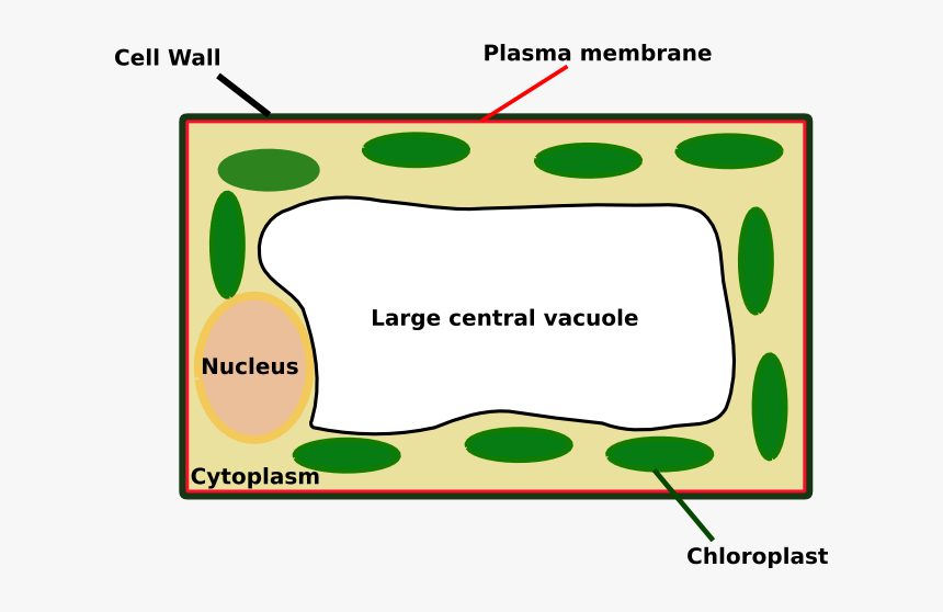 Plant Cell Looks Like , Png Download - Does A Plant Cell Look Like ...