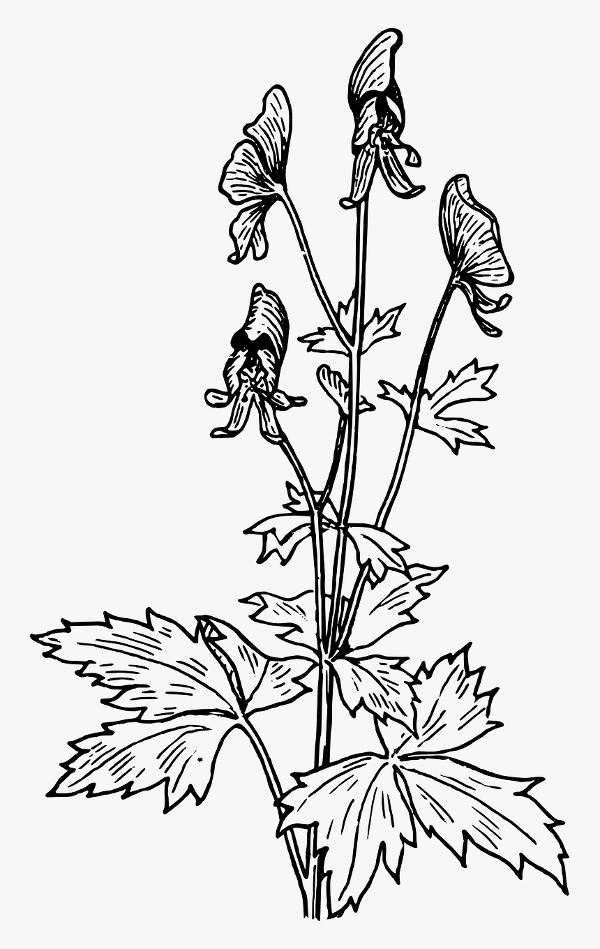 Aconite Drawing, HD Png Download , Transparent Png Image - PNGitem